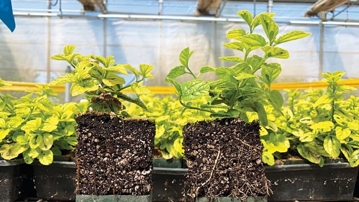 Solving plant problems - Nursery Management