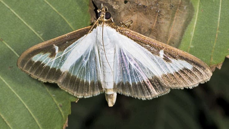 Box tree moth identified in U.S. - Nursery Management