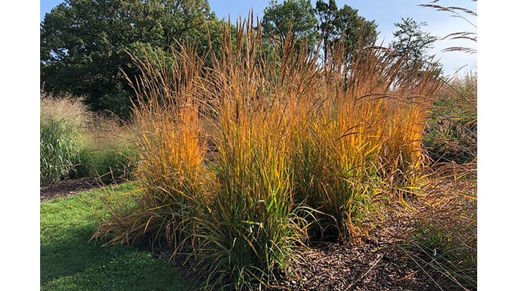 What’s in a name: Yellow Prairie Grass - Nursery Management